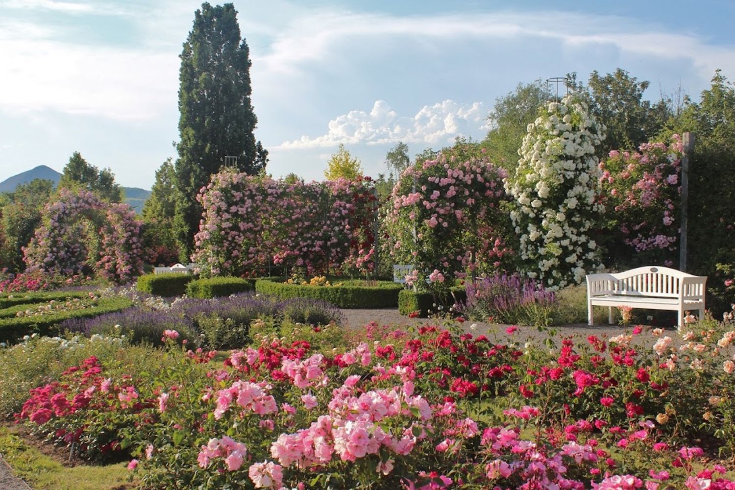 Magical Rose Gardens | 11 Top Destinations for Rose Enthusiasts