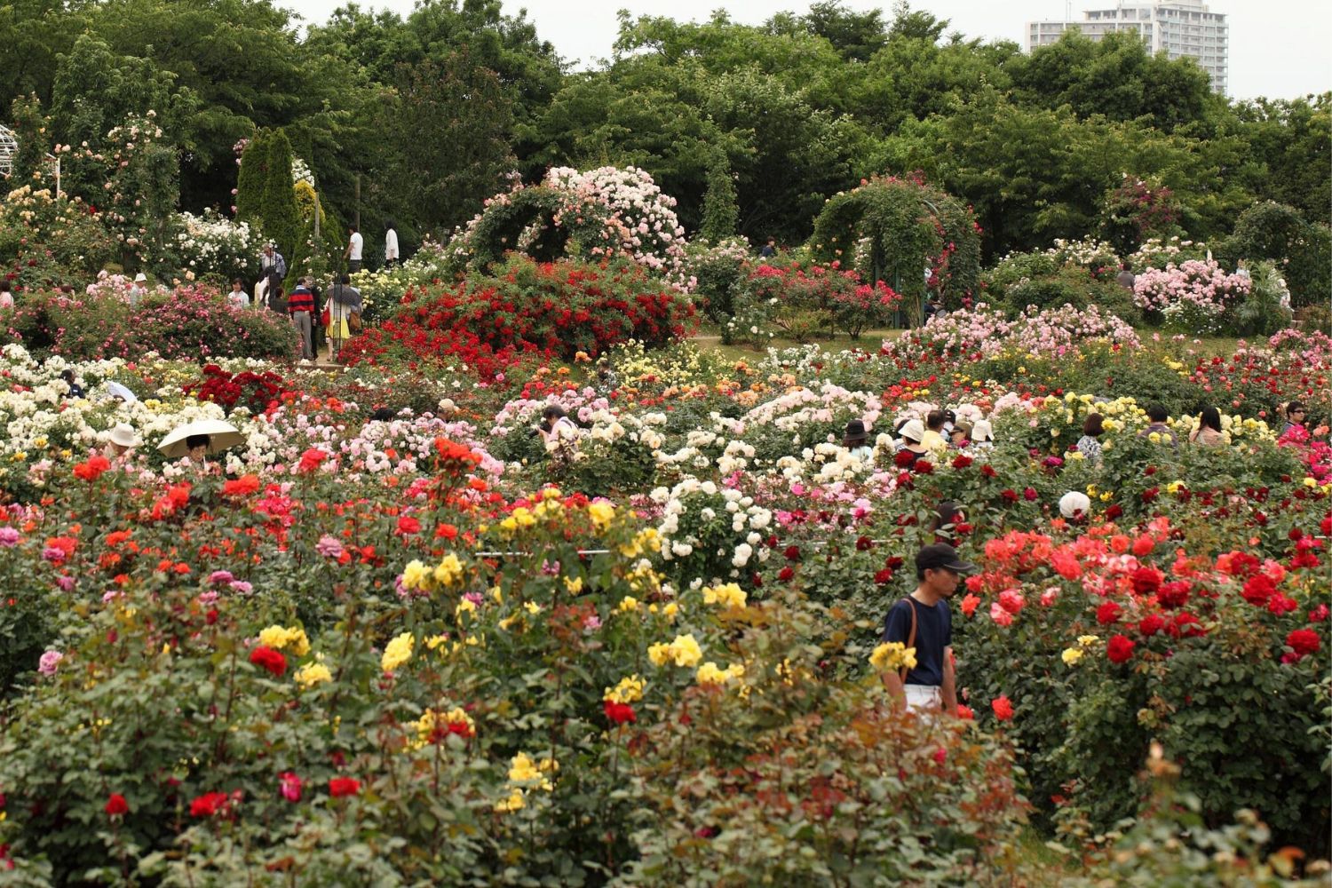 Magical Rose Gardens | 11 Top Destinations for Rose Enthusiasts
