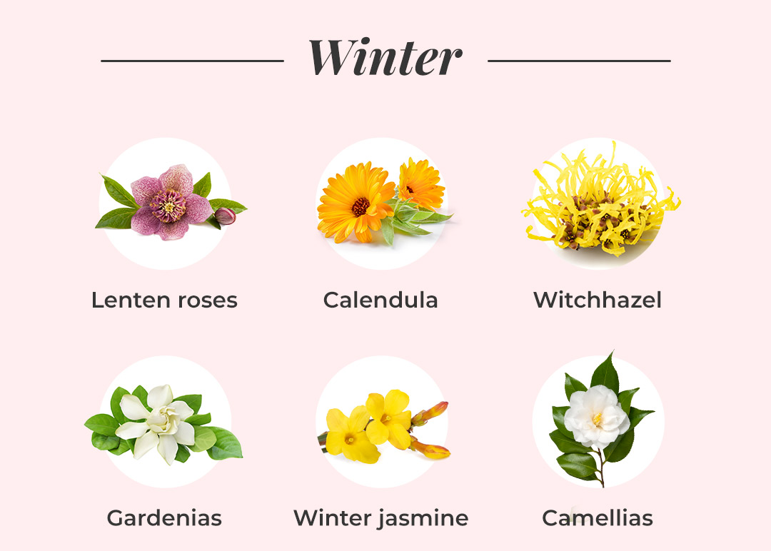 What Flowers Are In Season? A Seasonal Flower Guide