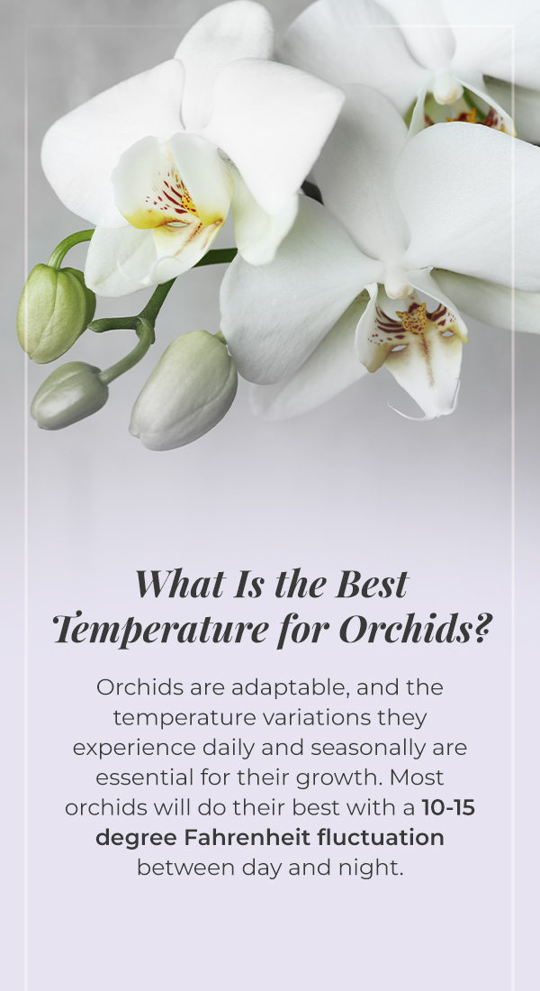 How to Care for Orchids & Make Them Last | Ode à la Rose