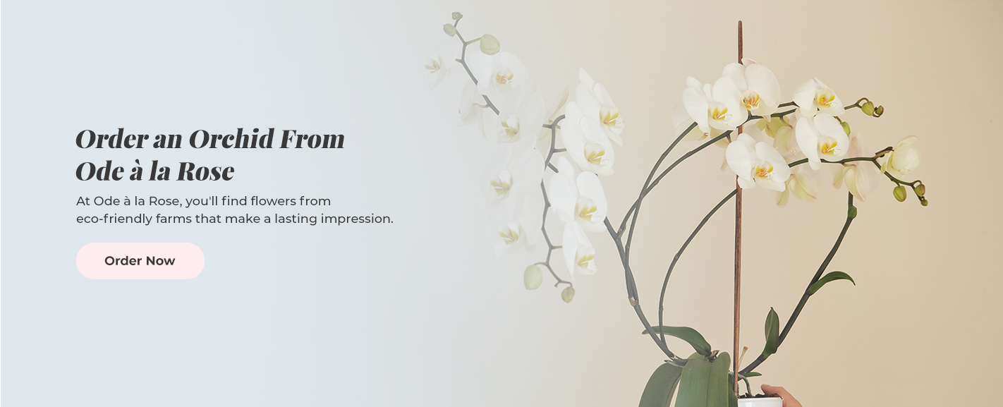 How to Care for Orchids & Make Them Last | Ode à la Rose