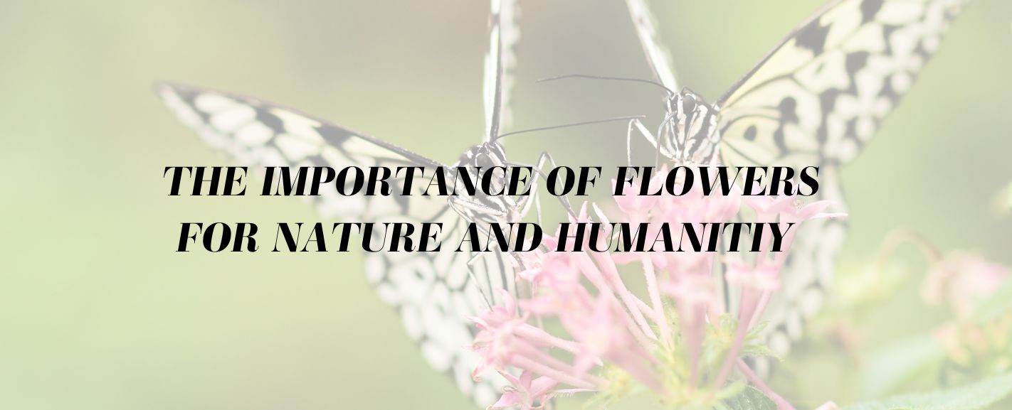 The Importance of Flowers for Nature and Humanity