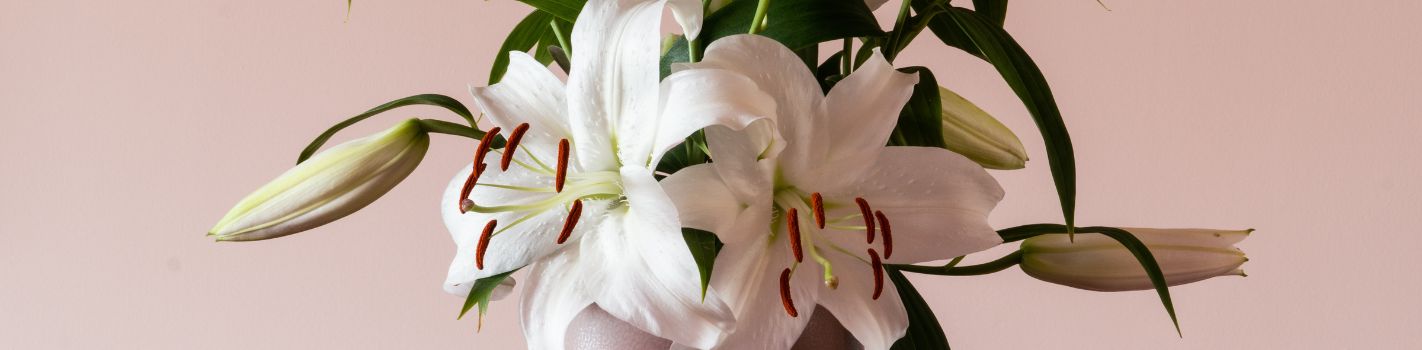 10 Best Get Well Soon Flowers | Ode a la Rose