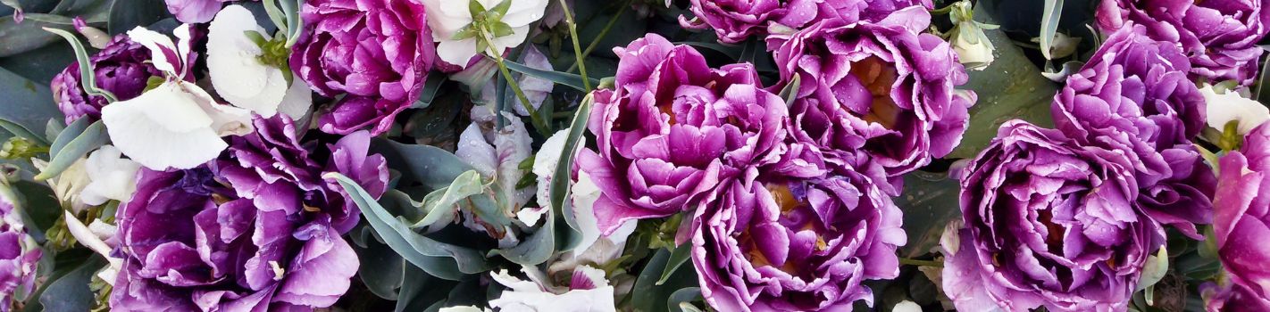 The Best Flowers for Congratulations | Ode à la Rose