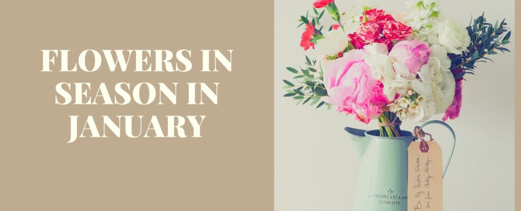 Flowers in Season in January | A Complete Guide
