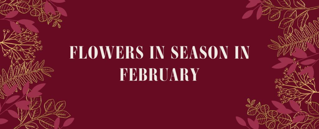 Flowers in Season in February | A Comprehensive Guide