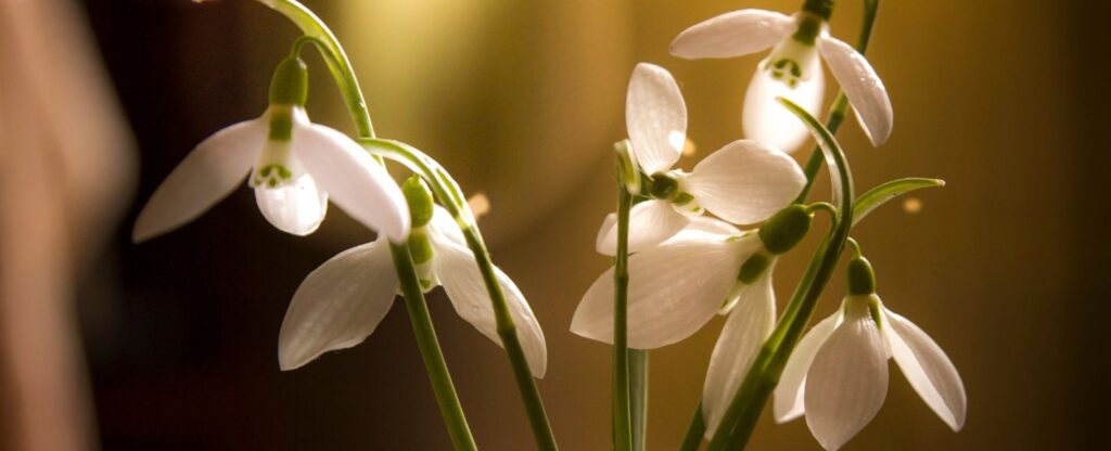 Flowers in Season in January | A Complete Guide