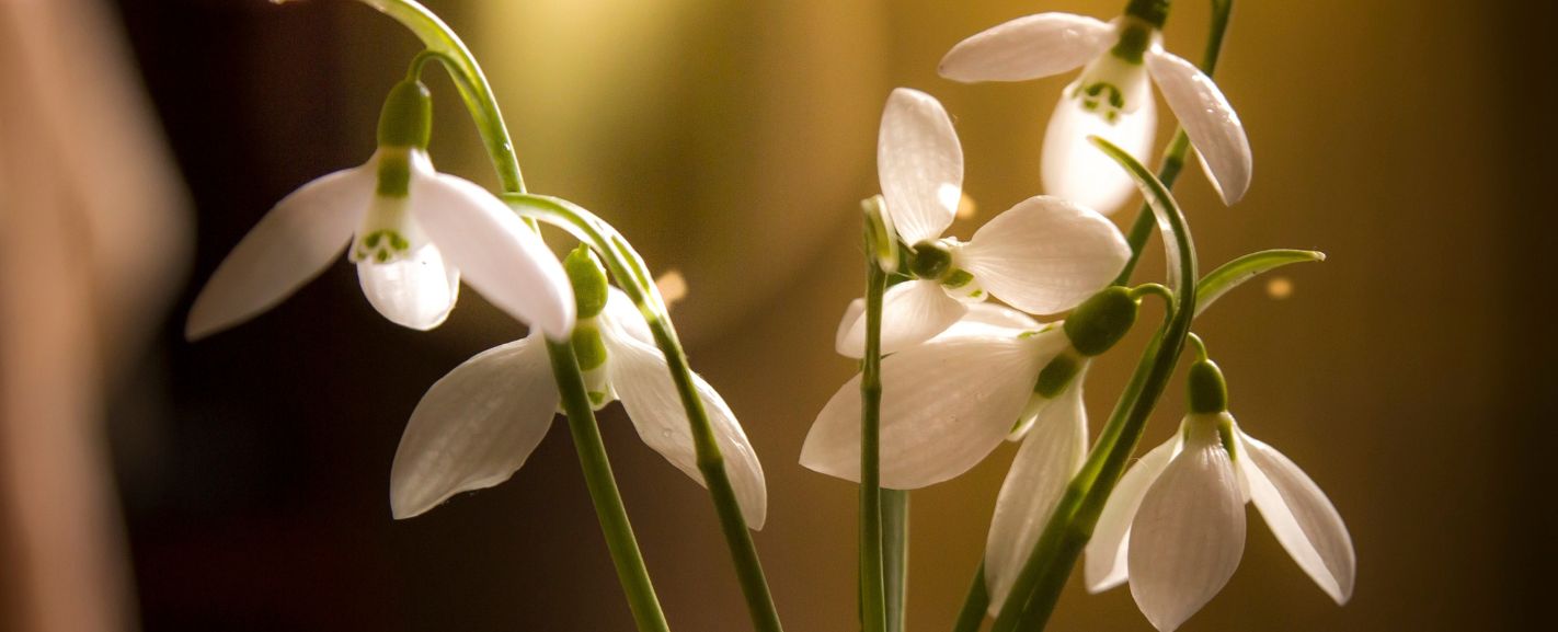 Flowers in Season in January | A Complete Guide