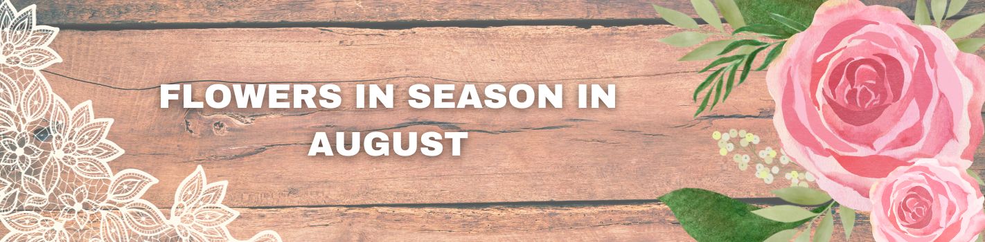 Flowers in Season in August: Complete Guide