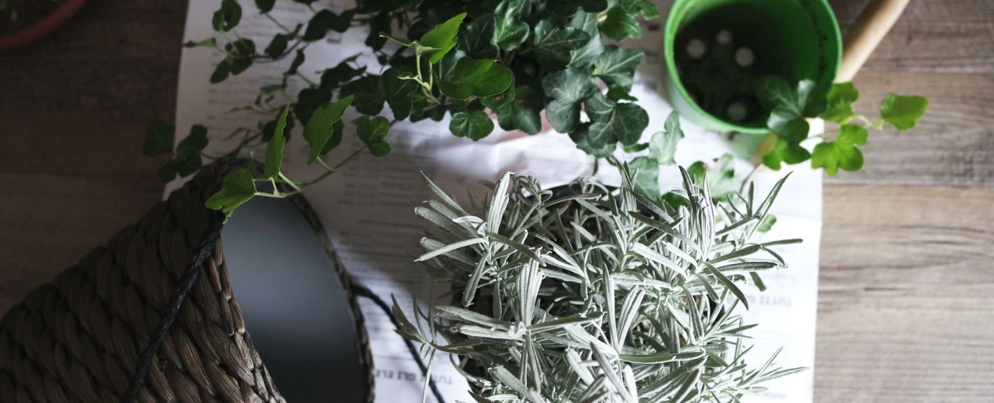 Flowers in Season in August: Complete Guide