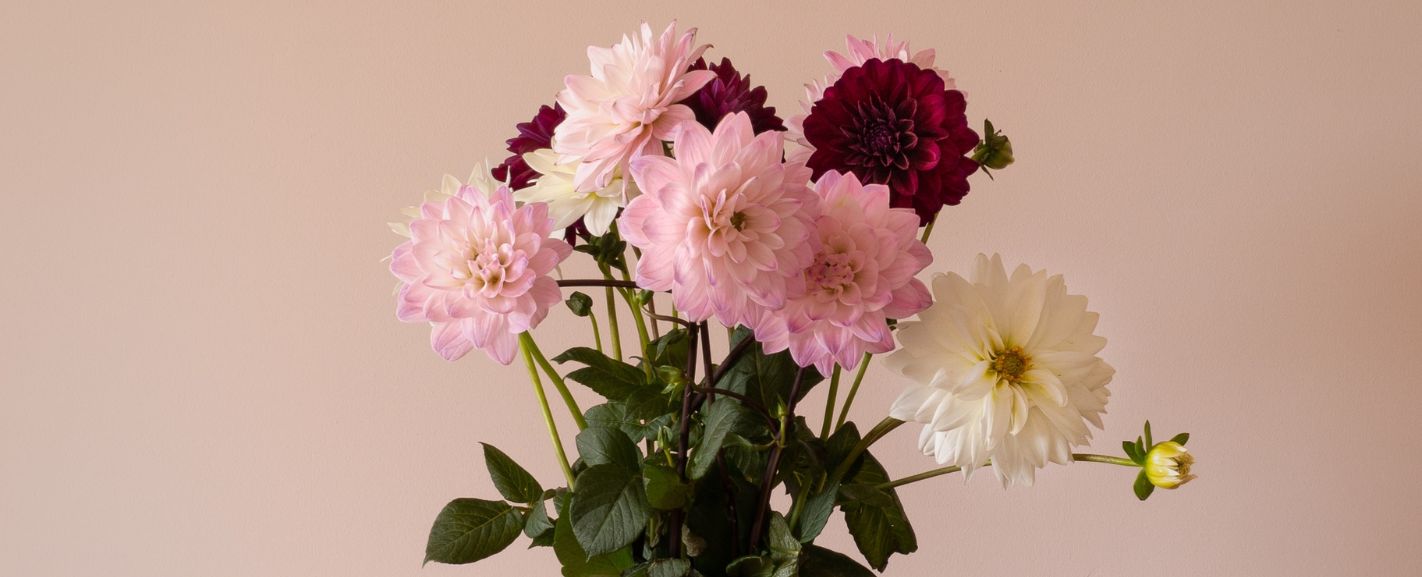 Flowers in Season in June: Ultimate Guide to Summer Blooms