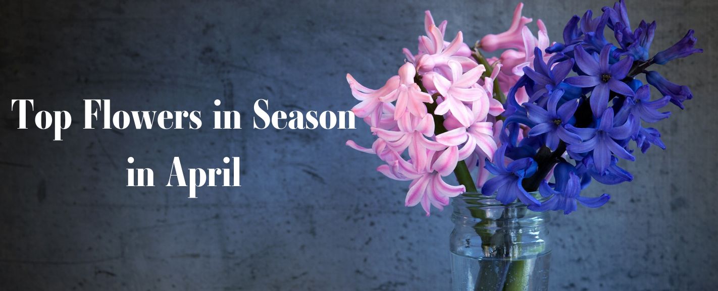 Top Flowers in Season in April: A Blooming Guide