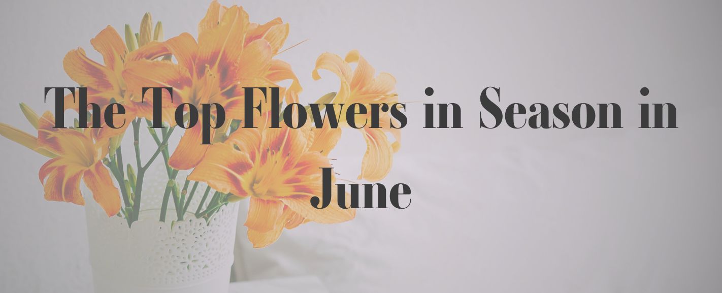 Flowers in Season in June: Ultimate Guide to Summer Blooms