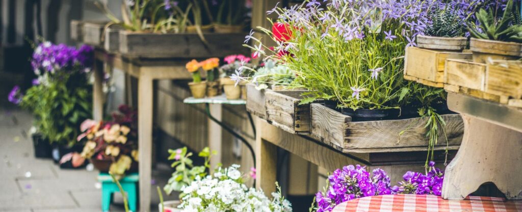 March Flowers in Season | A Complete Guide