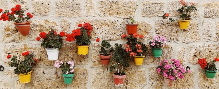 Flowers in Season in February | A Comprehensive Guide