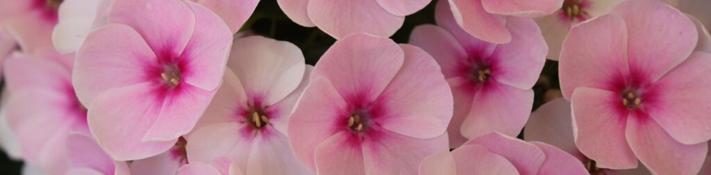 Flowers in Season in July: Blooms at Their Best