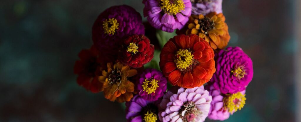 Comprehensive List of Flowers in Season in May