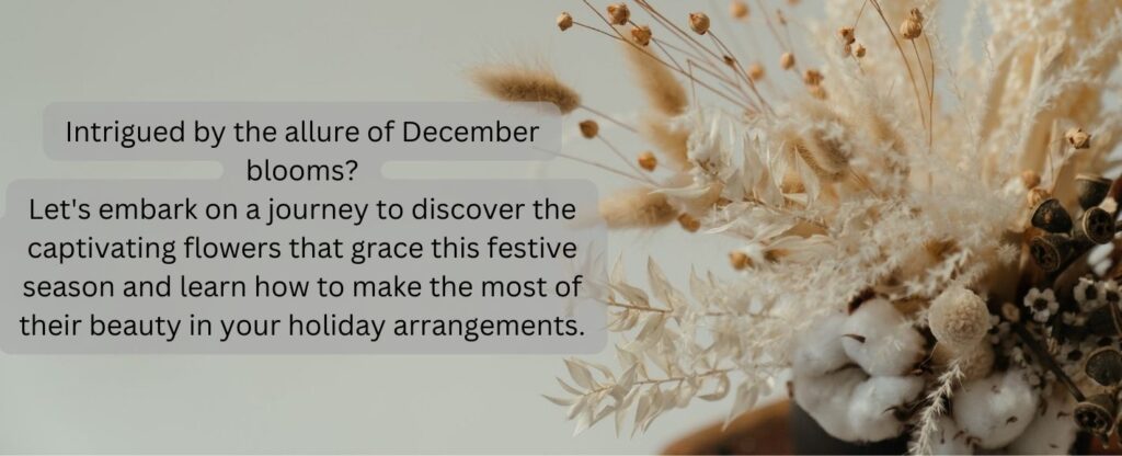 Top Flowers in Season in December: Discover The Winter Blooms