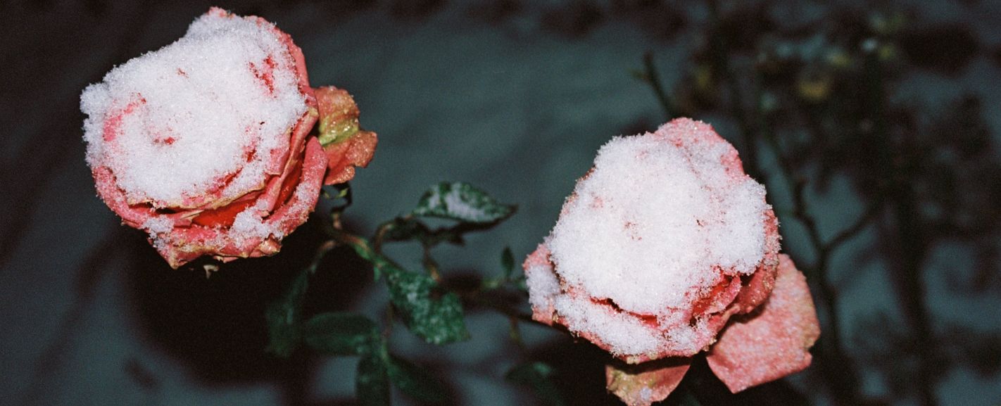 Top Flowers in Season in December: Discover The Winter Blooms