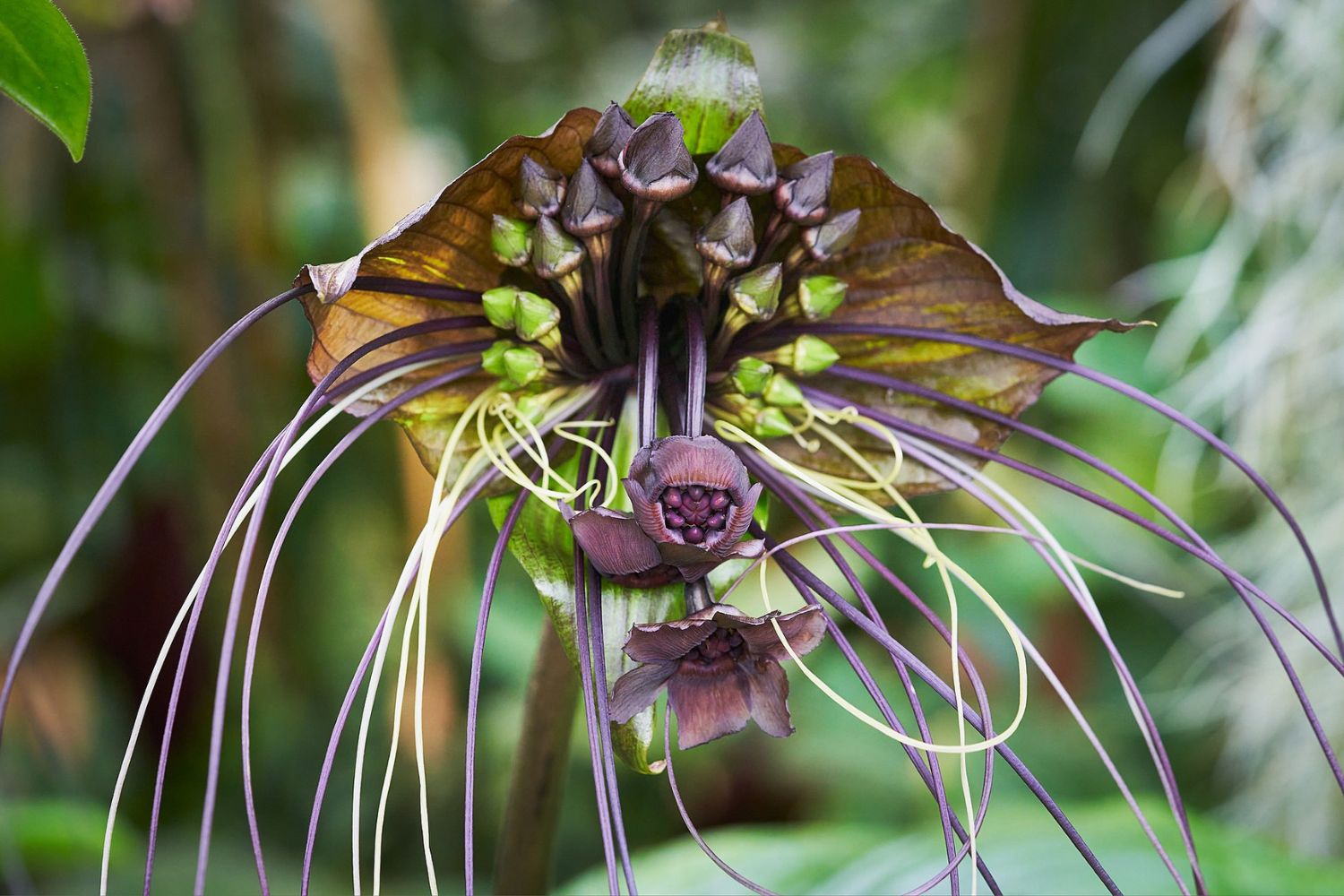 8 Least Favorite Flowers: Why Some Blooms Just Don’t Win Hearts