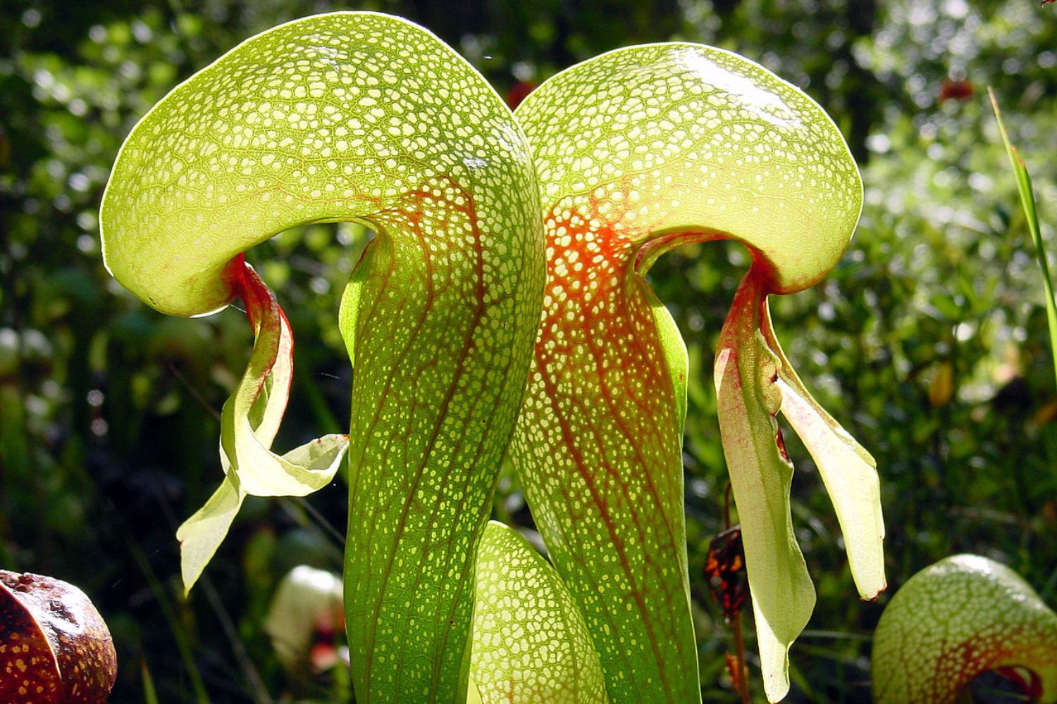 8 Least Favorite Flowers: Why Some Blooms Just Don’t Win Hearts