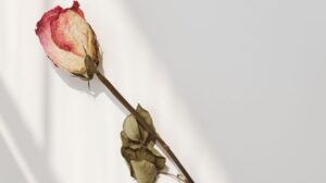 How to Dry Roses and Keep Their Color: Easy Step-by-Step Guide