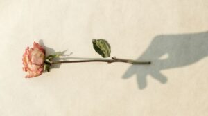 How to Dry Roses and Keep Their Color: Easy Step-by-Step Guide