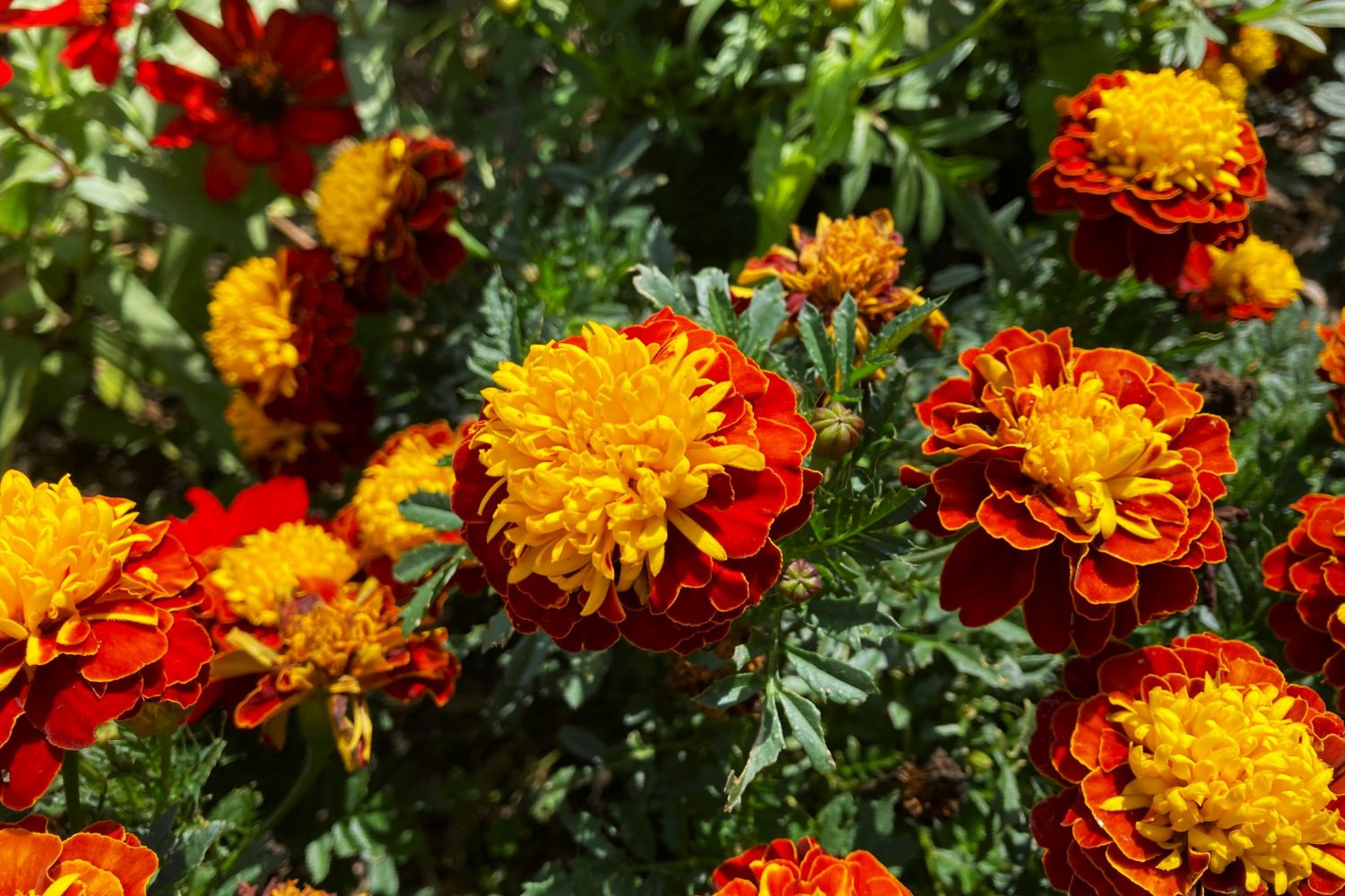 8 Least Favorite Flowers: Why Some Blooms Just Don’t Win Hearts