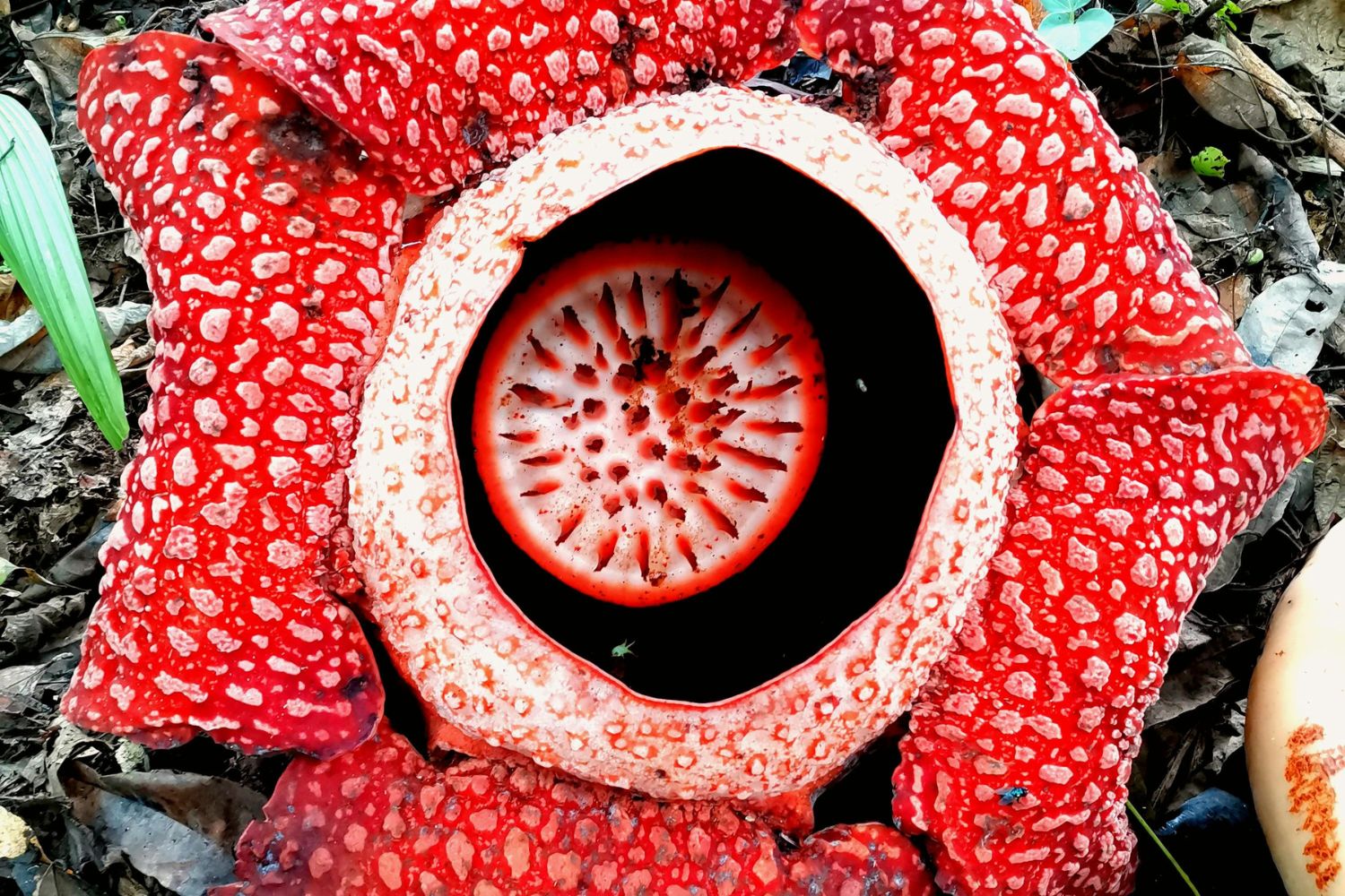 8 Least Favorite Flowers: Why Some Blooms Just Don’t Win Hearts