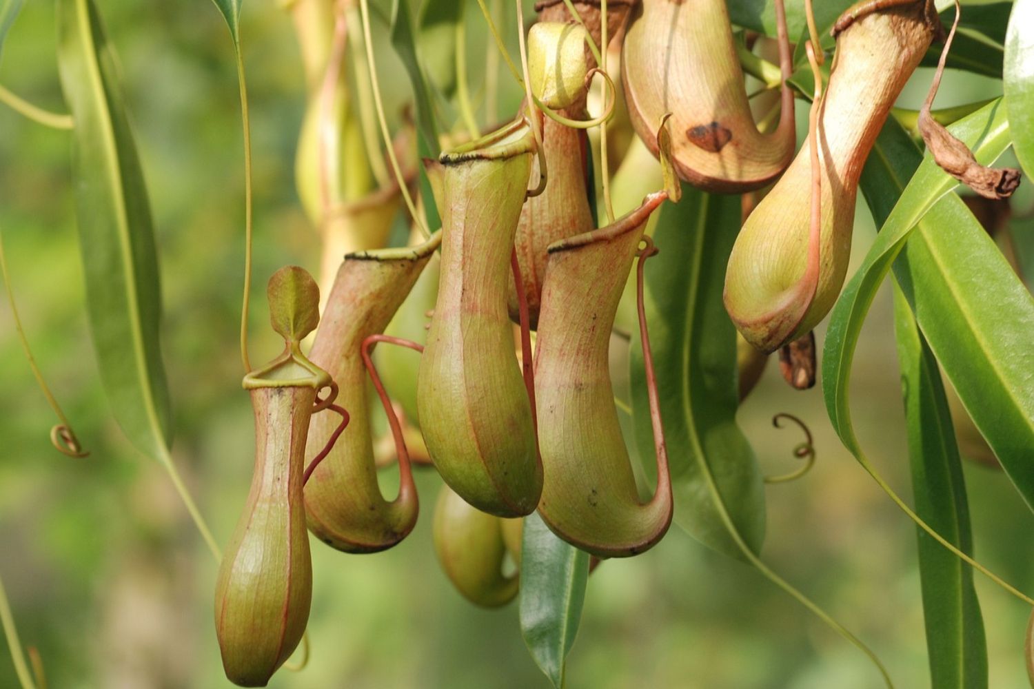 8 Least Favorite Flowers: Why Some Blooms Just Don’t Win Hearts