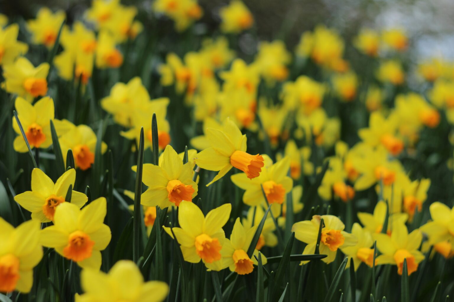 March Birth Flowers: Daffodil and Jonquil Meanings