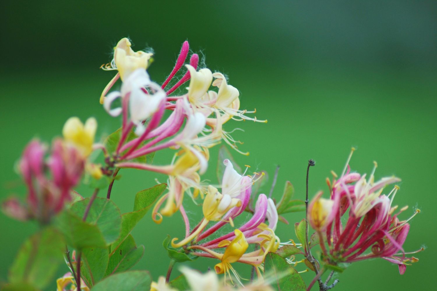 June Birth Flowers: Rose and Honeysuckle Symbolism