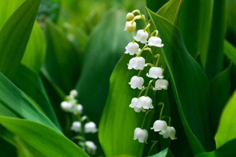May Birth Flowers: Lily of the Valley and Hawthorn Symbolism