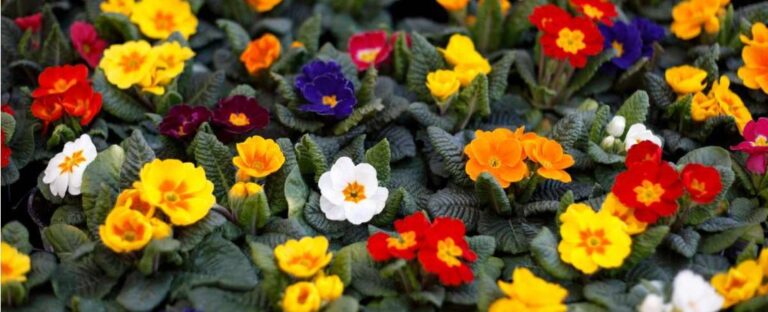 February Birth Flowers: Violets, Irises, and Primroses