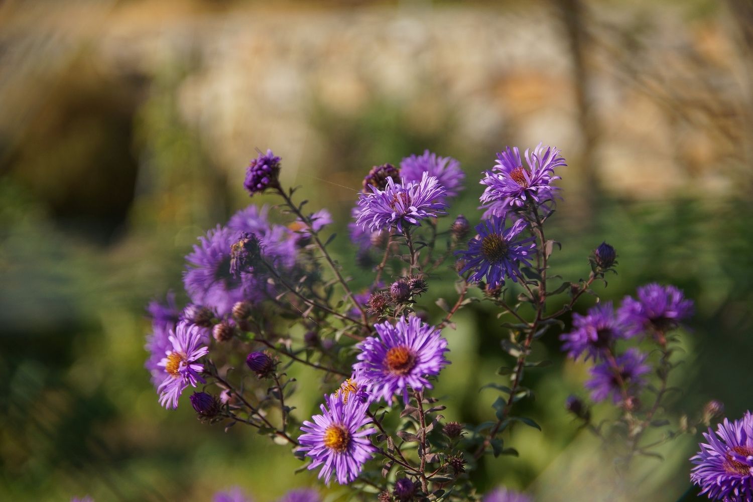 September Birth Flowers: Aster and Morning Glory Symbolism