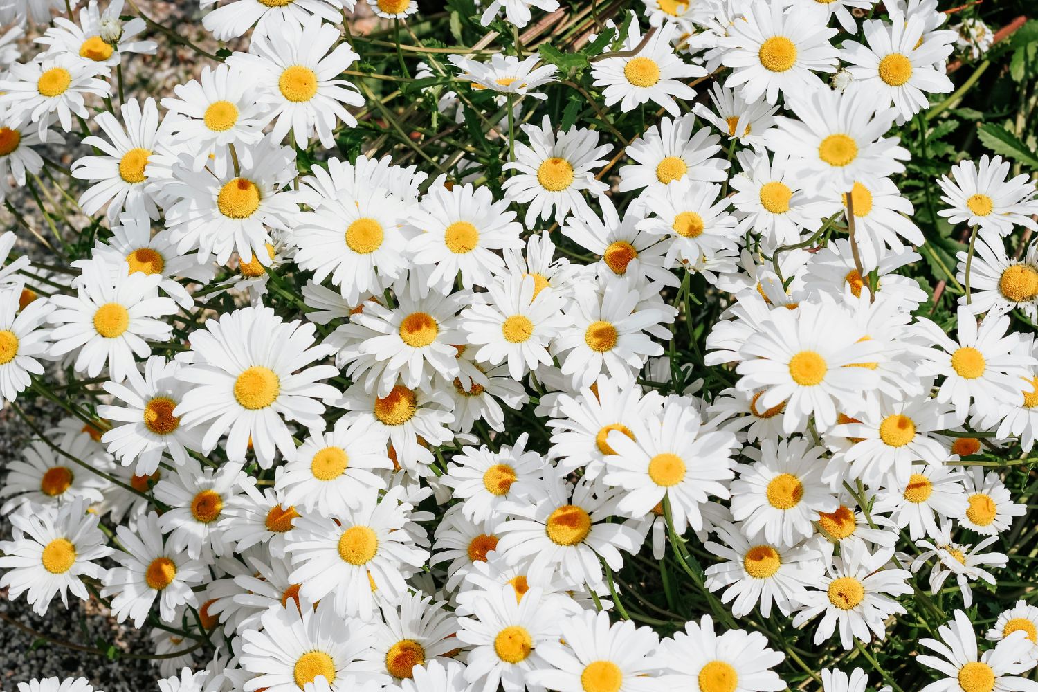 April Birth Flowers: Daisy and Sweet Pea Meanings