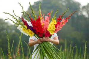August Birth Flowers: Gladiolus and Poppy Symbolism
