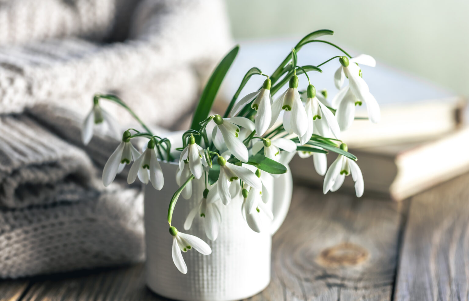 January Birth Flowers: Carnation and Snowdrop Meanings