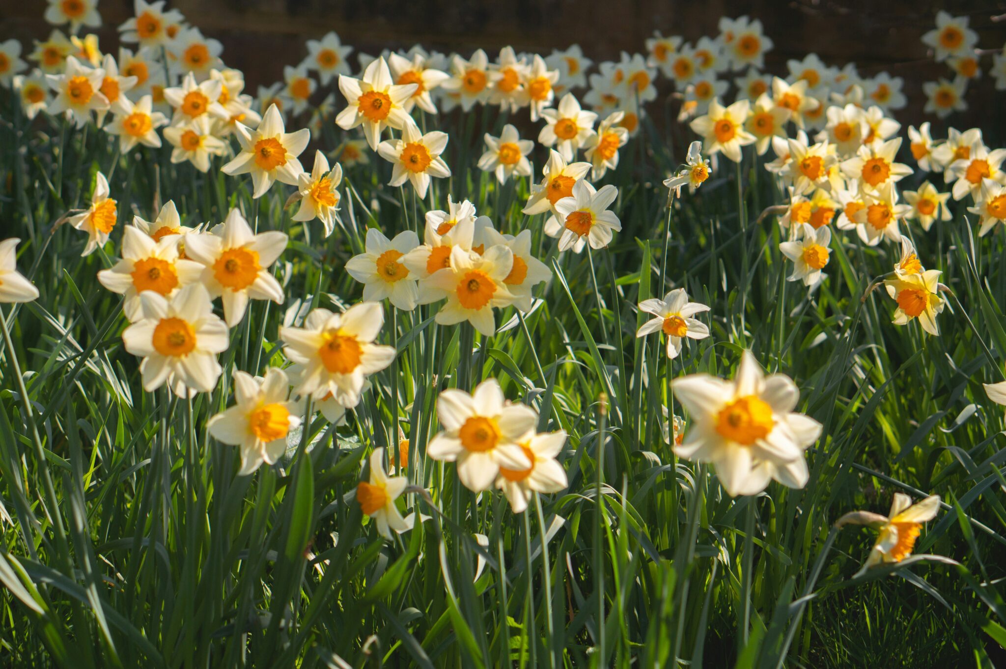 March Birth Flowers: Daffodil and Jonquil Meanings