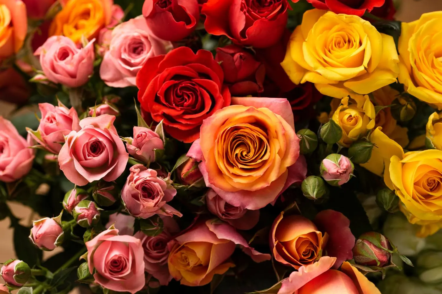 June Birth Flowers: Rose and Honeysuckle Symbolism