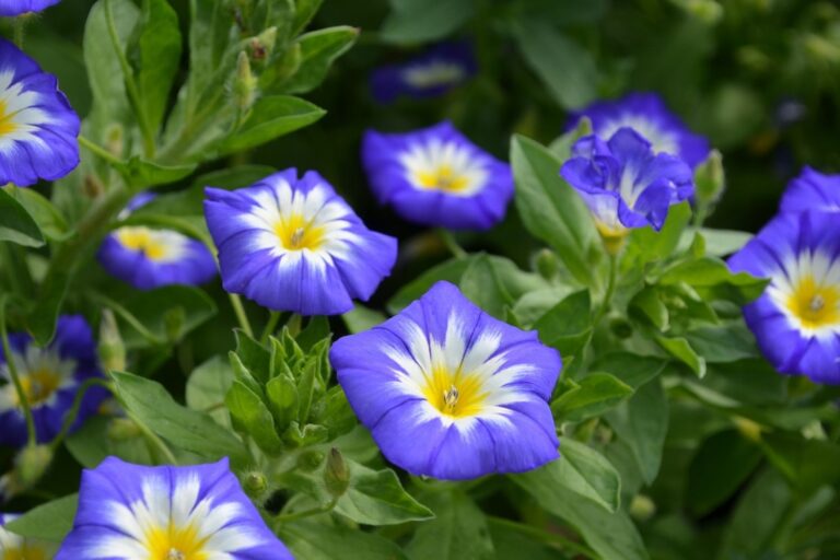 September Birth Flowers: Aster and Morning Glory Symbolism