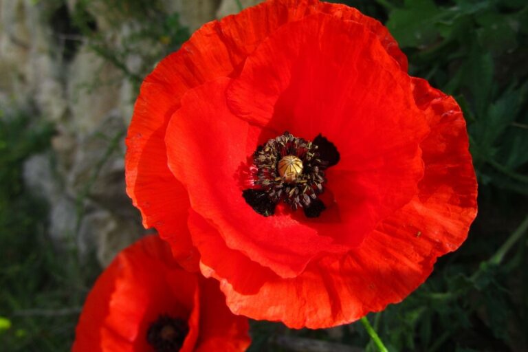 August Birth Flowers: Gladiolus and Poppy Symbolism