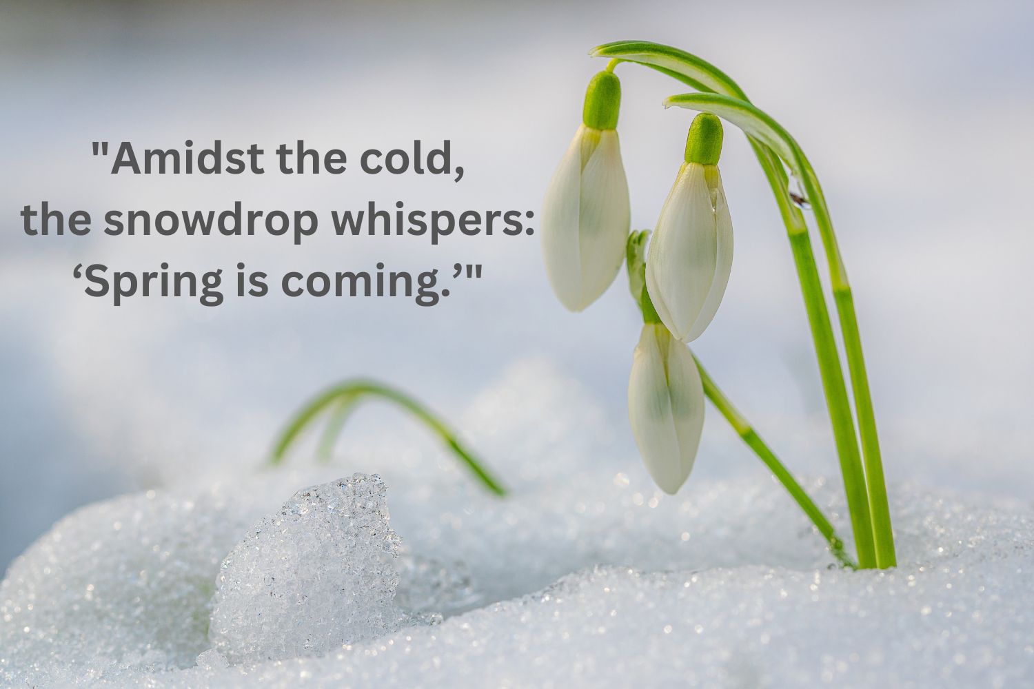 January Birth Flowers: Carnation and Snowdrop Meanings