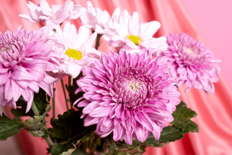 November Birth Flowers: Chrysanthemum and Peony Symbolism