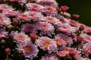 November Birth Flowers: Chrysanthemum and Peony Symbolism