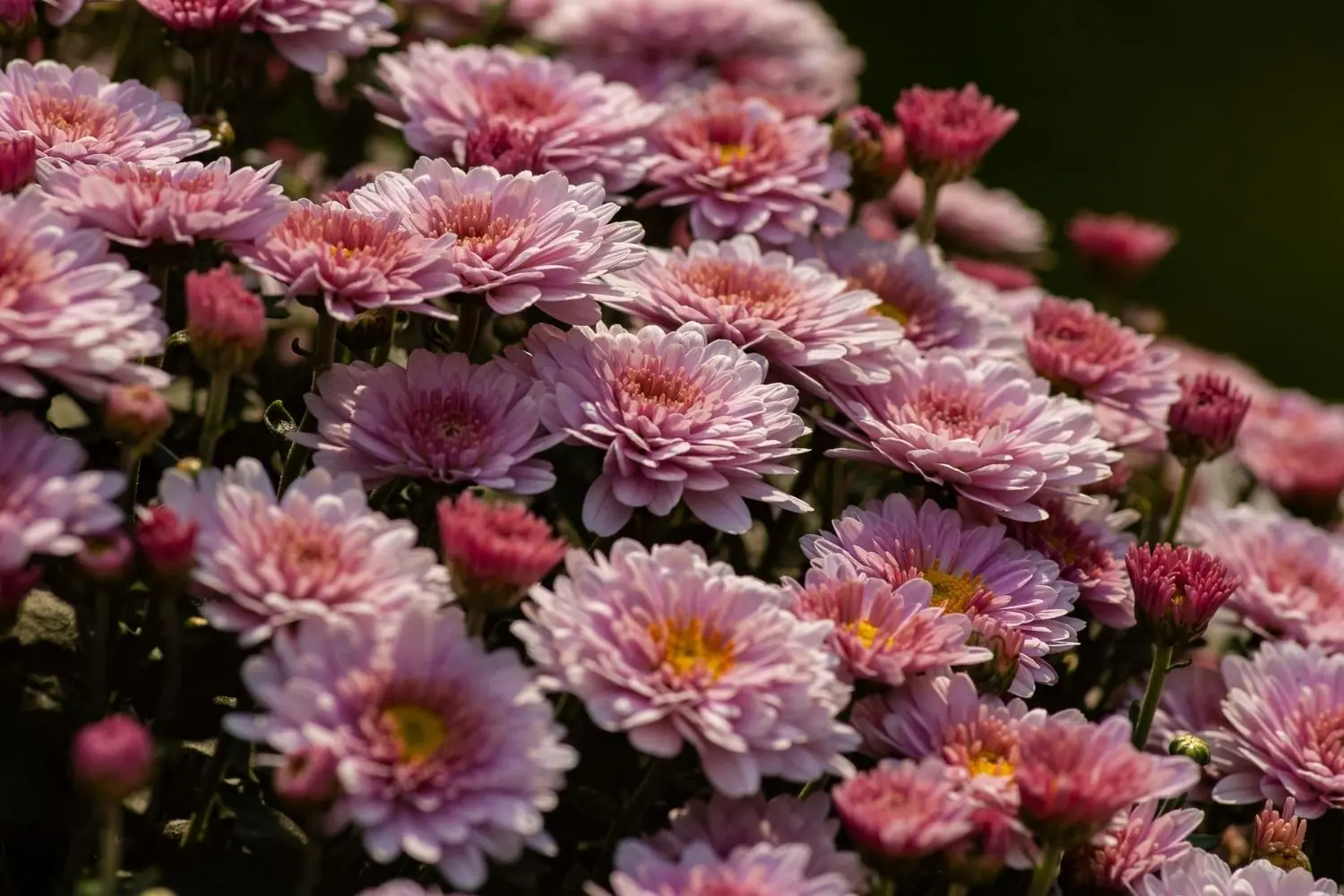 November Birth Flowers: Chrysanthemum and Peony Symbolism