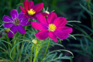 October Birth Flowers: Marigold and Cosmos Symbolism