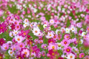 October Birth Flowers: Marigold and Cosmos Symbolism