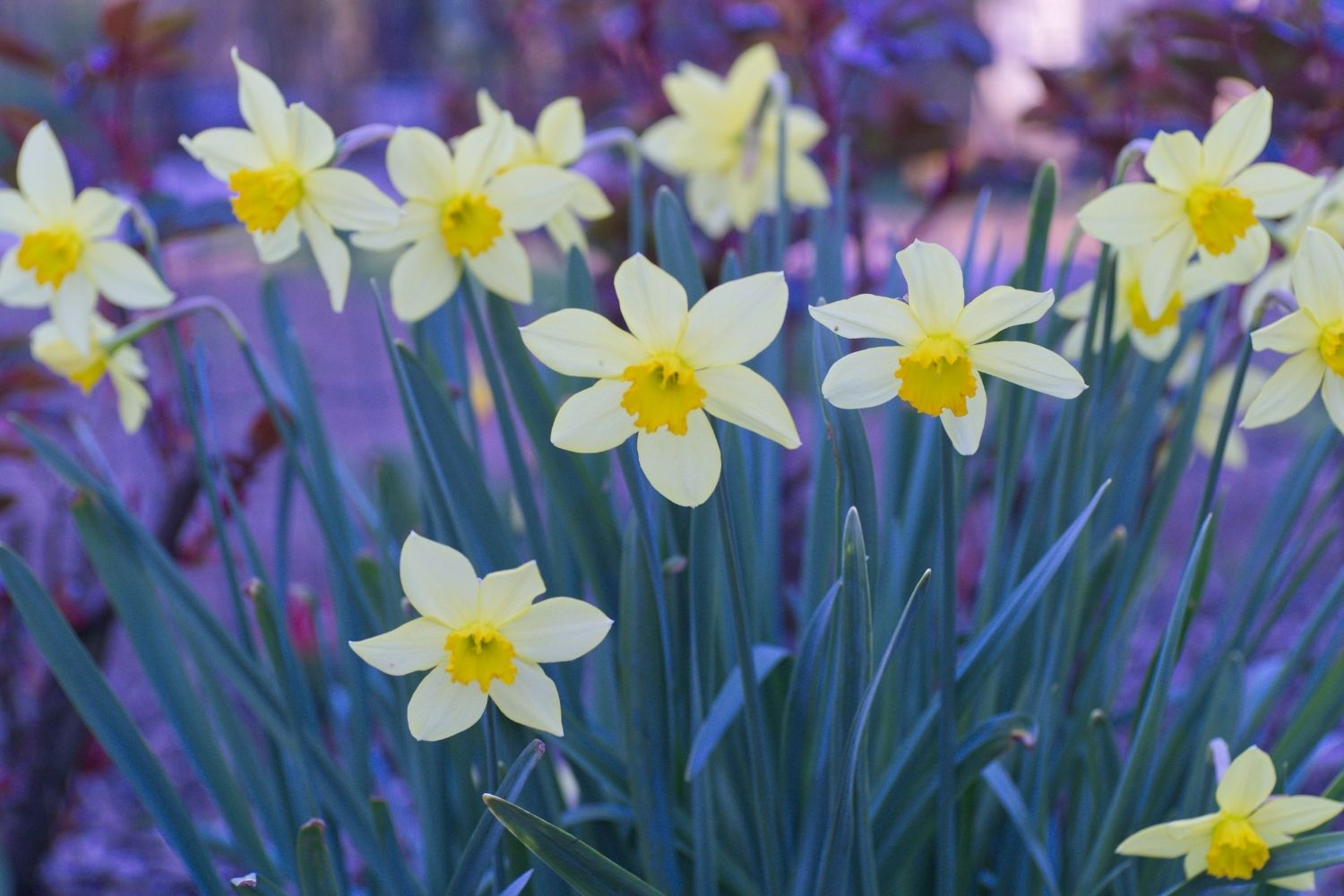 December Birth Flowers: Holly and Narcissus Symbolism