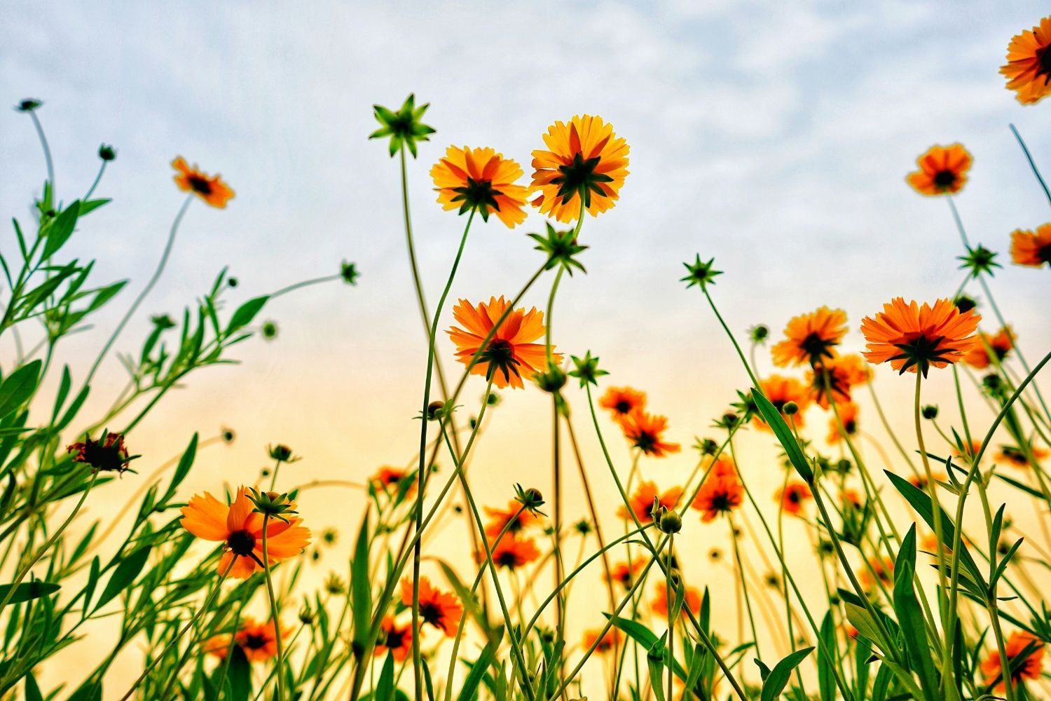 October Birth Flowers: Marigold and Cosmos Symbolism